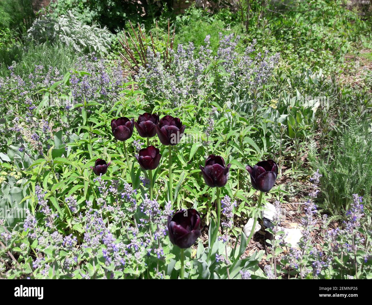 Black magic hi-res stock photography and images - Alamy