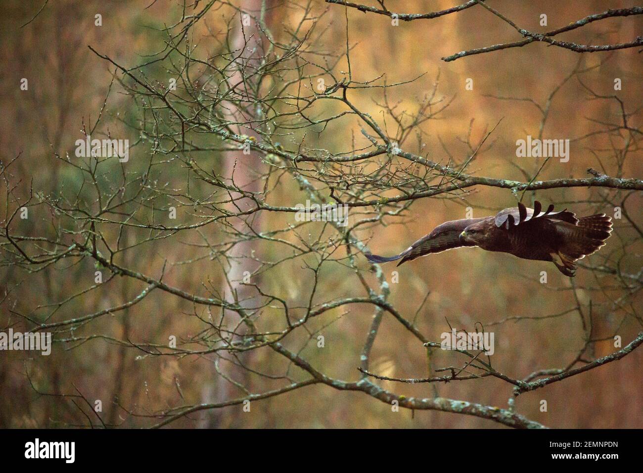 A Buzzard flying past a tree in and autumn forest Stock Photo - Alamy