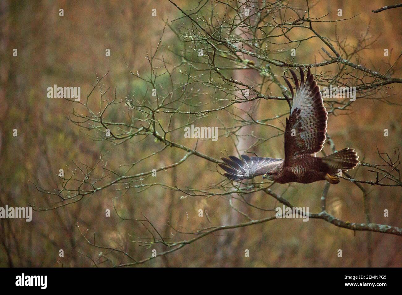 Buzzard Flying High Resolution Stock Photography and Images - Alamy