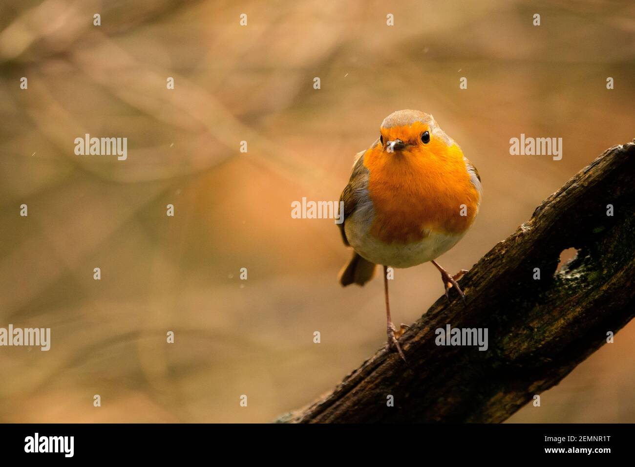 Fat robin hi-res stock photography and images - Alamy