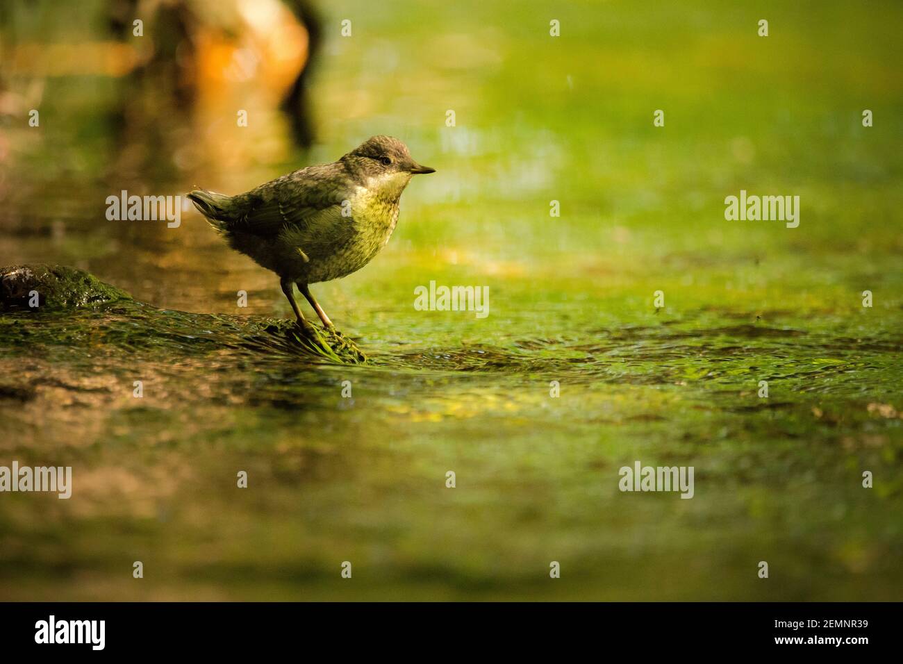 A juvenile Dipper bird stood in a green river Stock Photo - Alamy