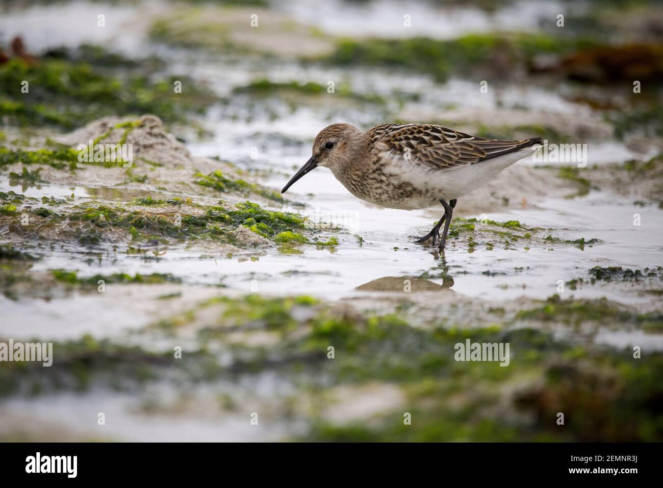 Small wading bird hi-res stock photography and images - Alamy