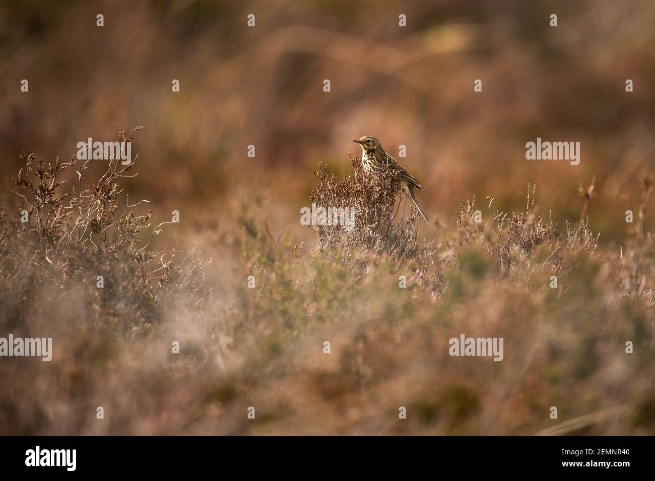 Meadow pipit on plant hi-res stock photography and images - Alamy