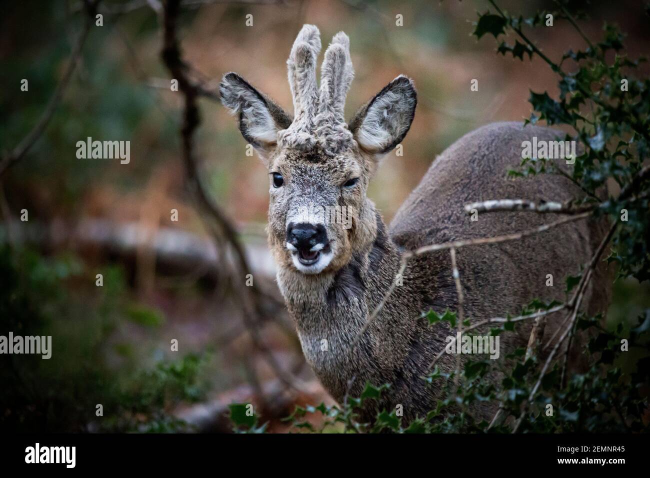 A Male Roe Deer Close up winking Stock Photo - Alamy