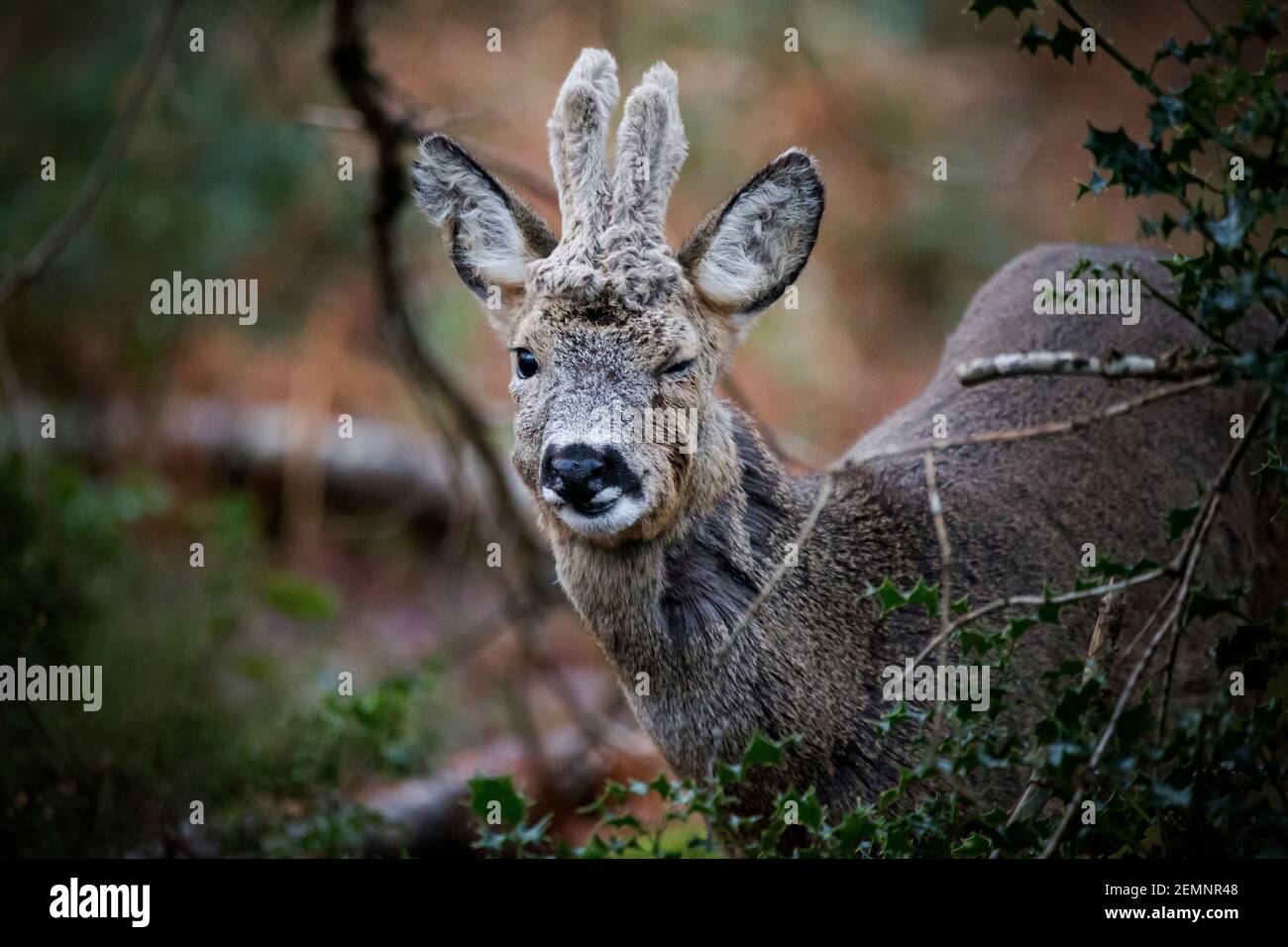 A Male Roe Deer Close up winking Stock Photo - Alamy