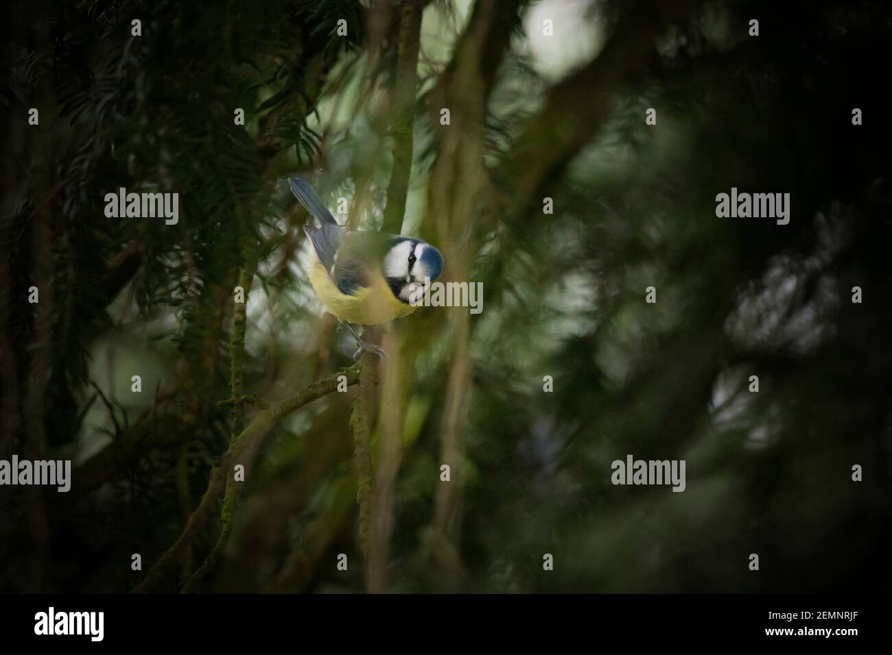 A blue tit bird in a conifer tree Stock Photo - Alamy