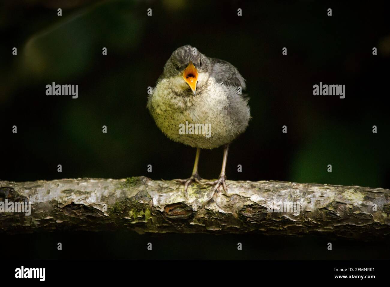 A juvenile dipper bird with its mouth open Stock Photo - Alamy