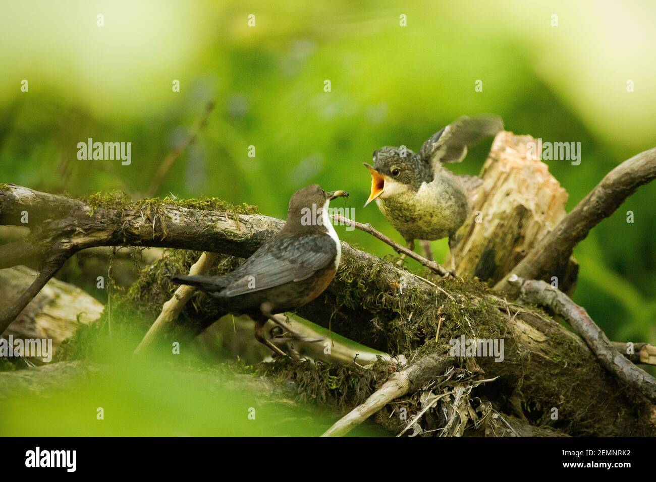 Juvenile dipper feeding hi-res stock photography and images - Alamy