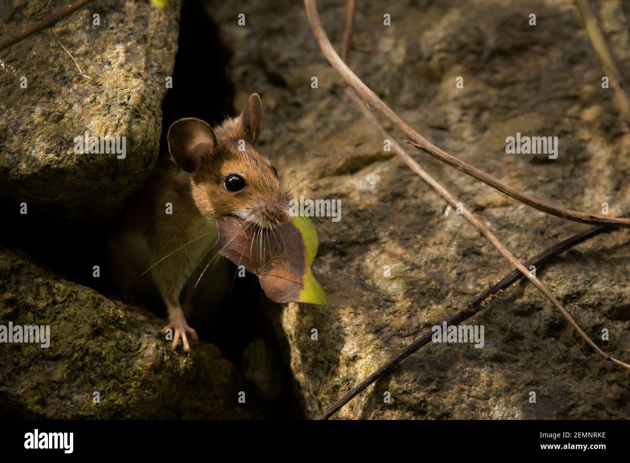 Meadow jumping mouse hi-res stock photography and images - Alamy