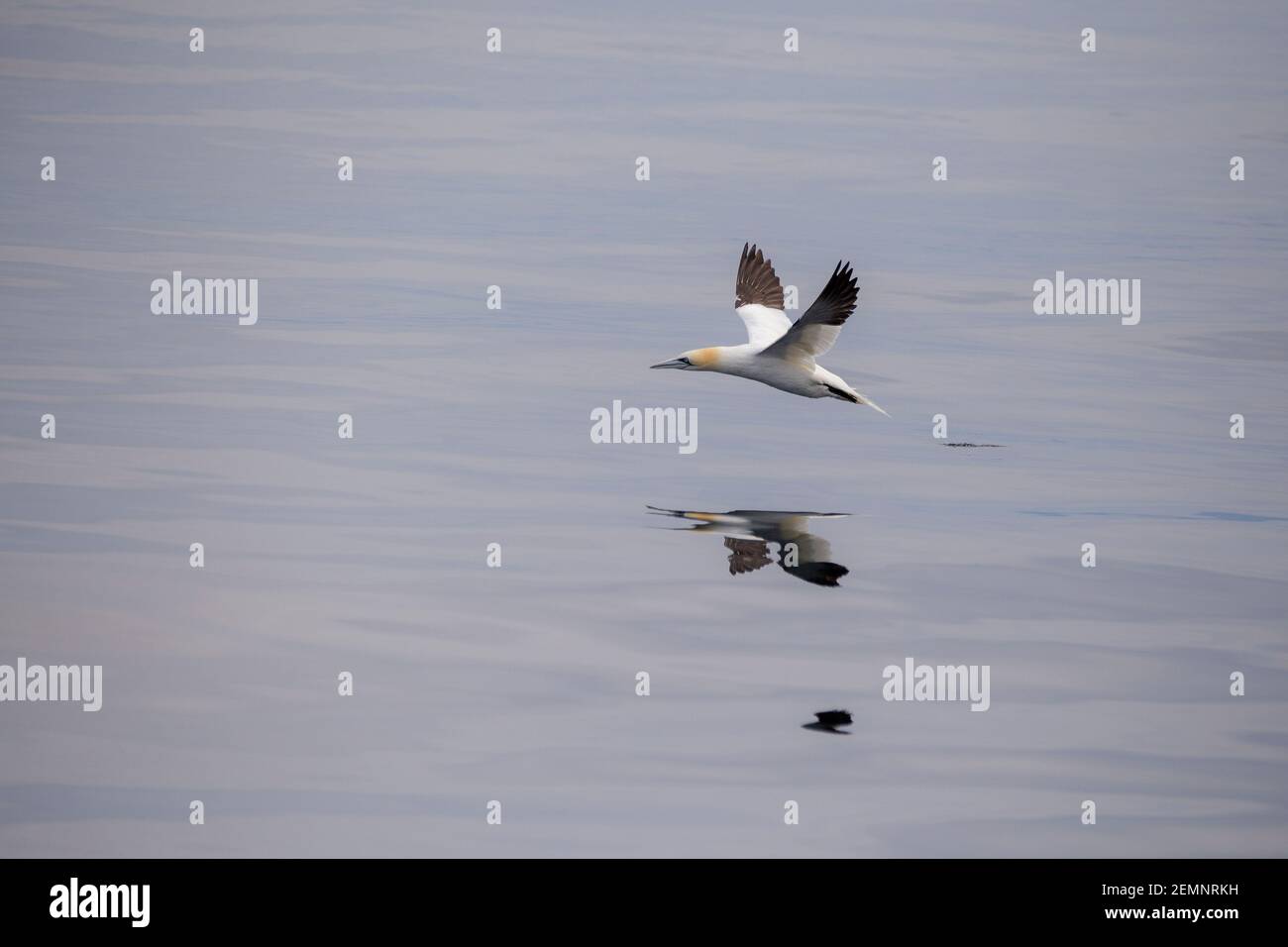 A gannet bird flying across the sea with a reflection Stock Photo - Alamy