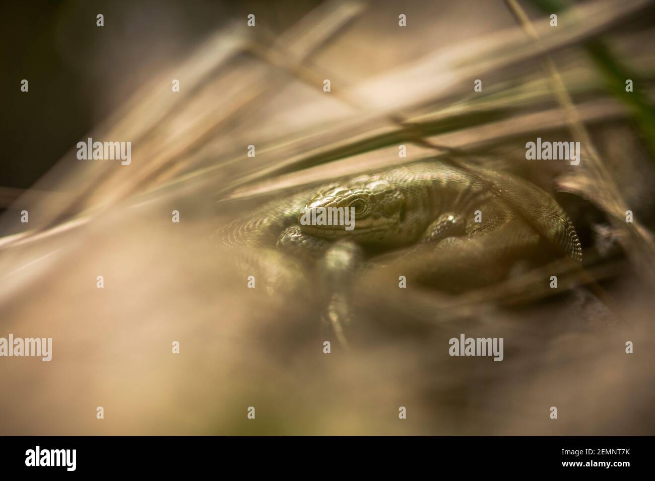Group lizards hi-res stock photography and images - Alamy