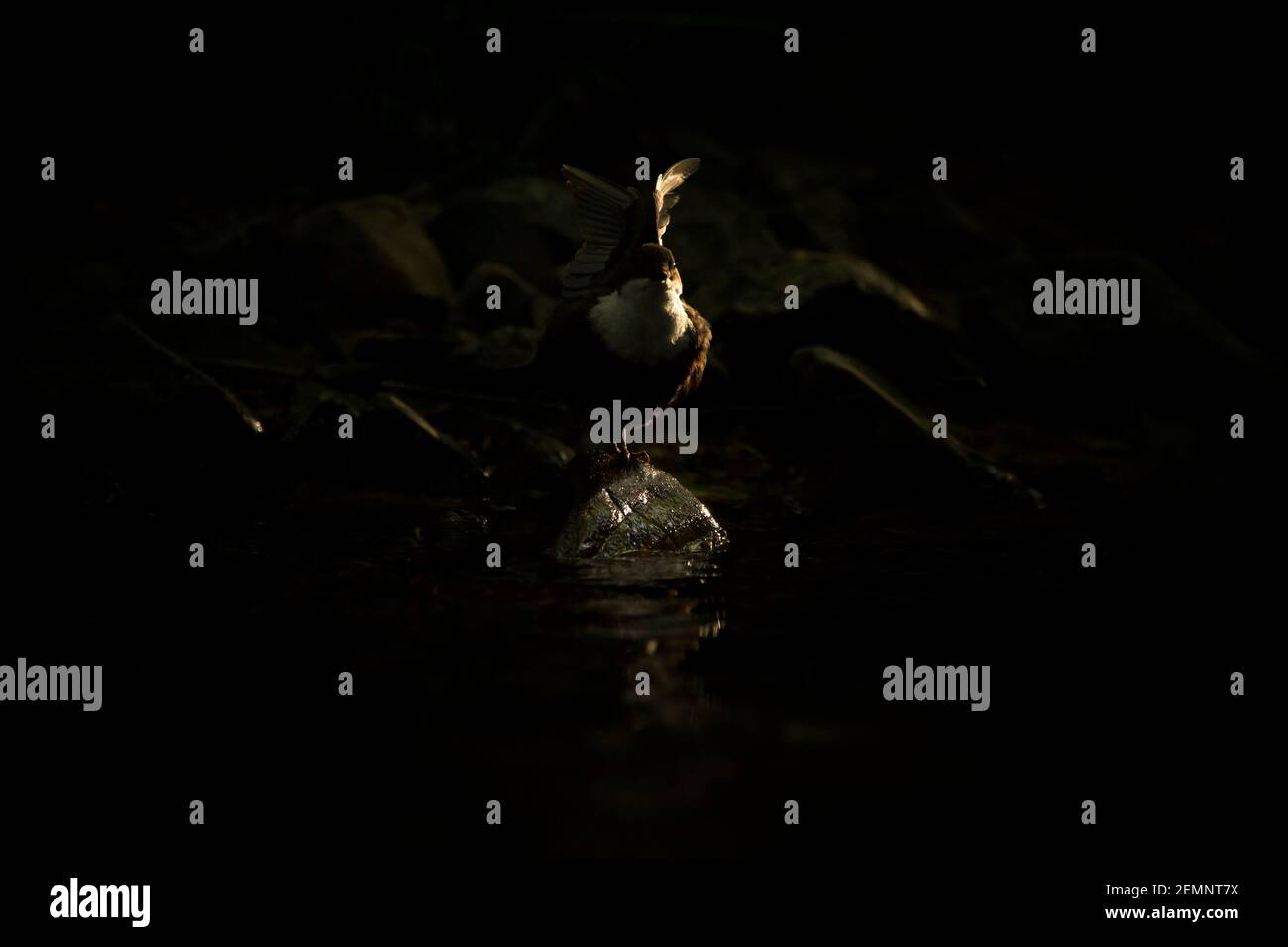 Flapping bird hi-res stock photography and images - Alamy