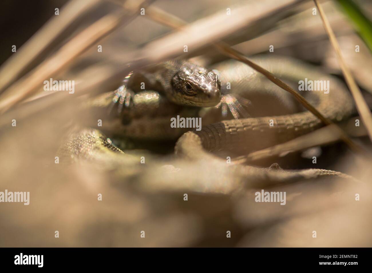 A group of Common Lizards basking in the sun Stock Photo - Alamy