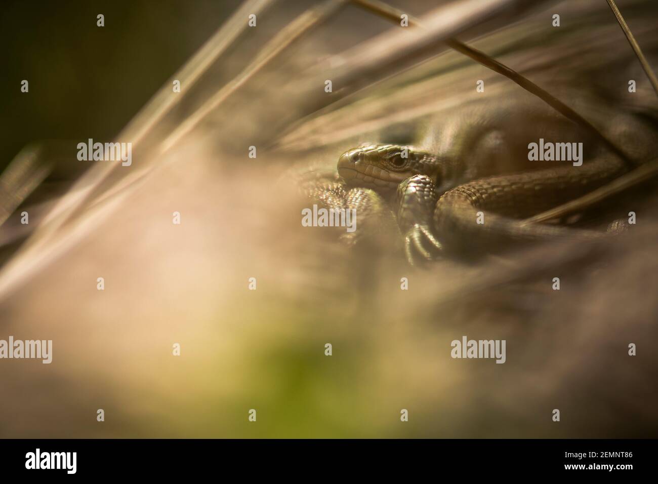 A common lizard basking in the sun Stock Photo - Alamy