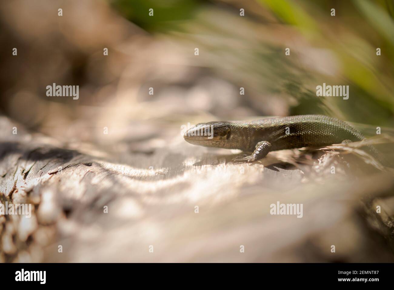 A Common lizard basking on a log Stock Photo - Alamy