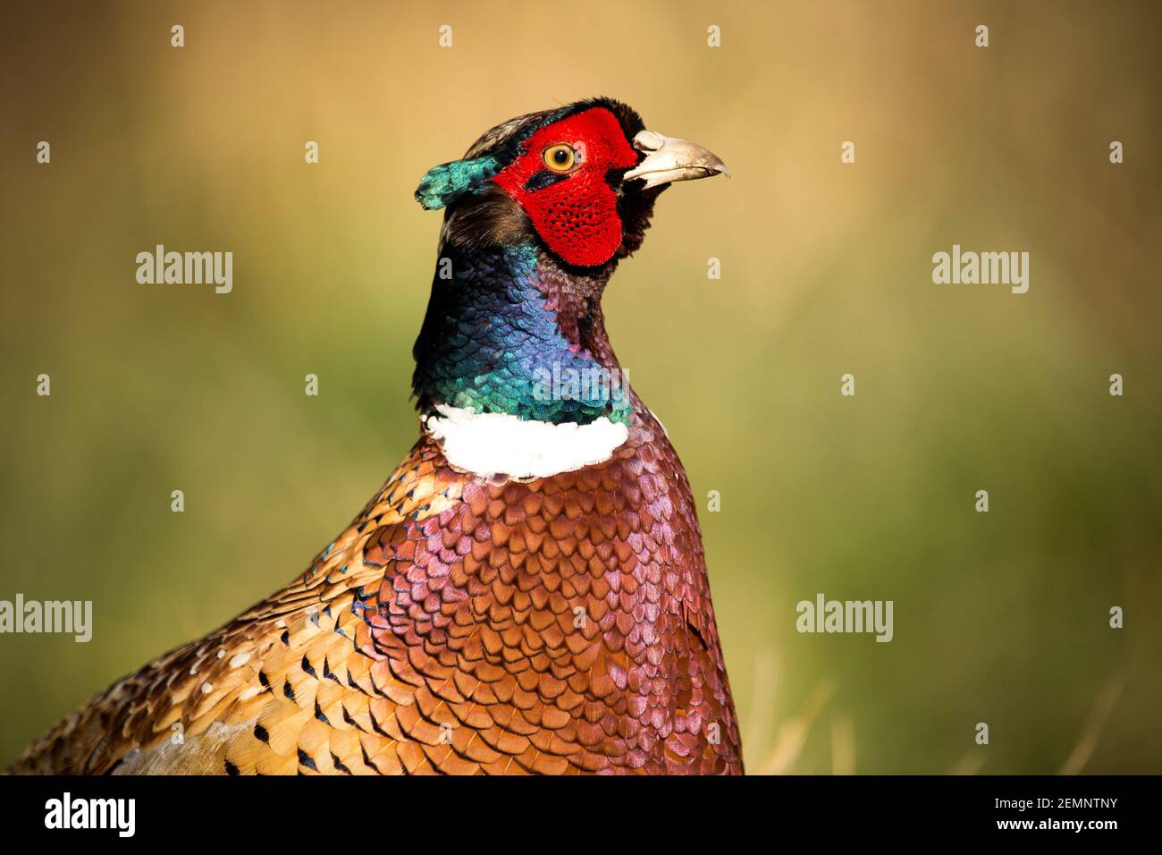 A colourful male pheasant posing on farmland Stock Photo - Alamy