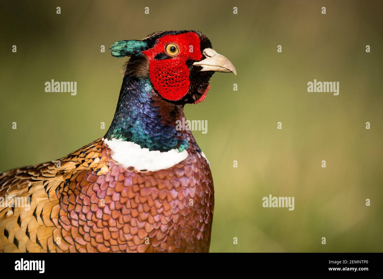 A colourful male pheasant posing on farmland Stock Photo - Alamy