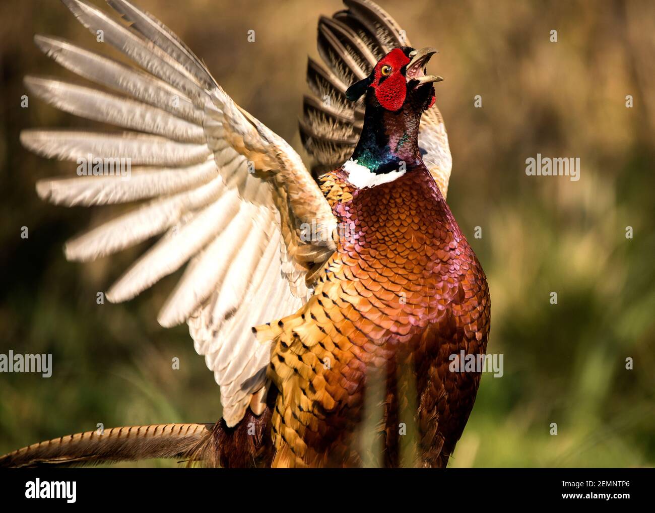 A colourful male pheasant posing on farmland Stock Photo - Alamy