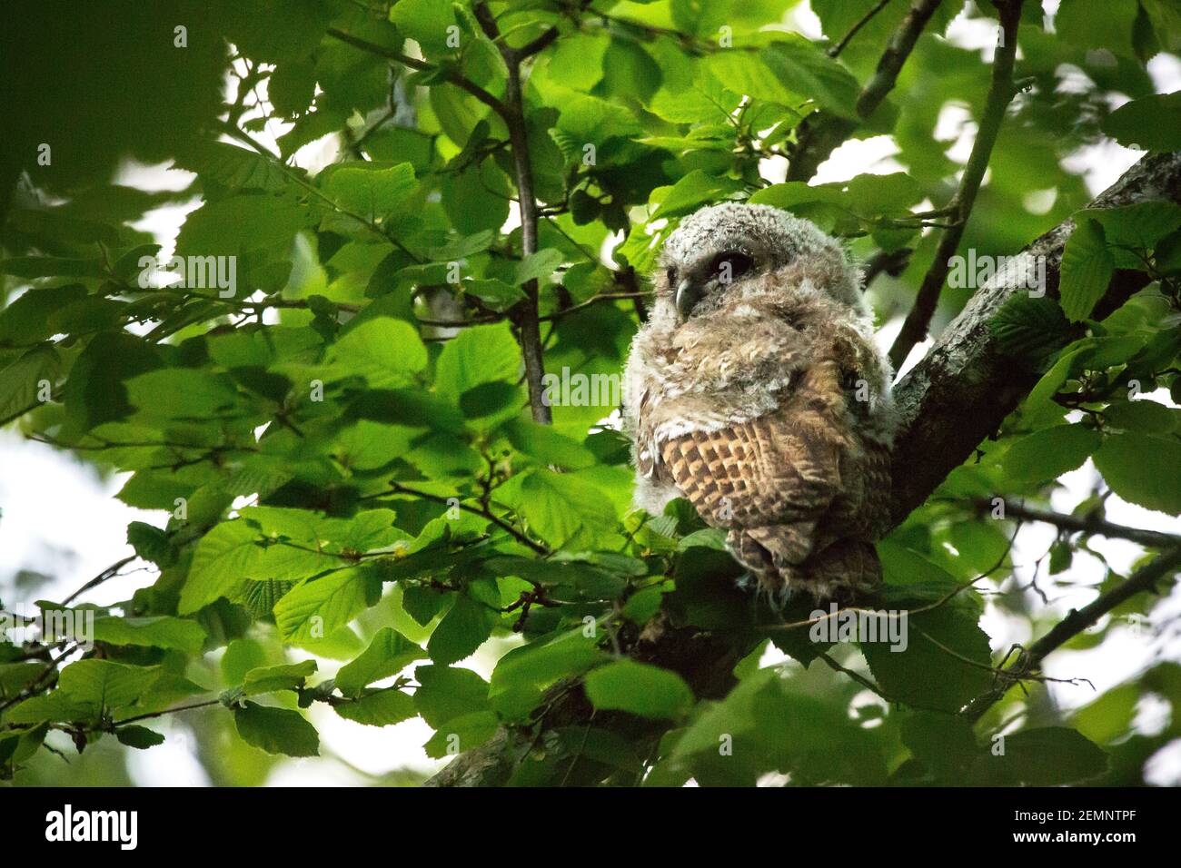 A young Tawny Owl sat in a tree Stock Photo - Alamy