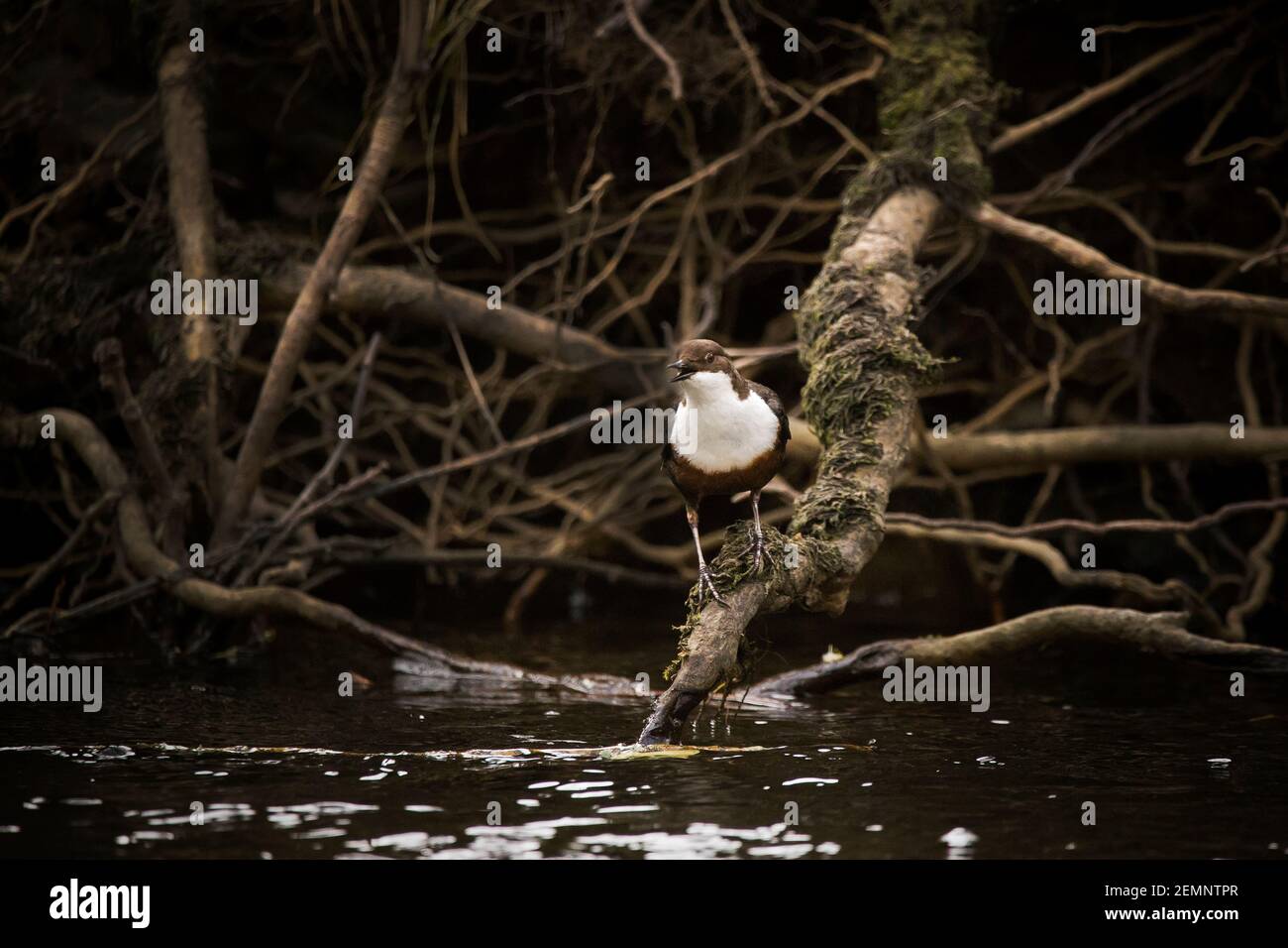 A Dipper bird stood on a branch across a river Stock Photo - Alamy