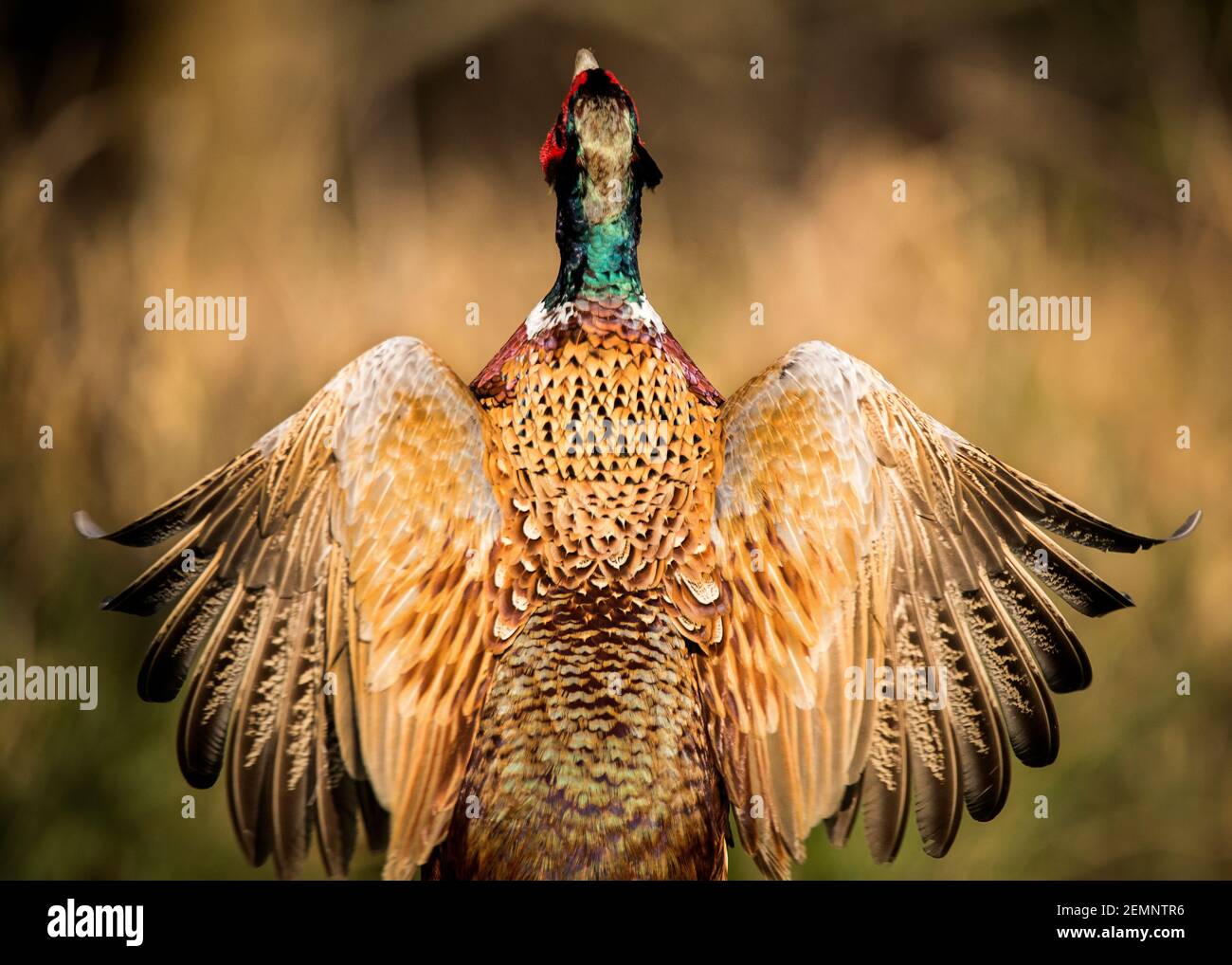 A colourful male pheasant displaying on farmland Stock Photo - Alamy