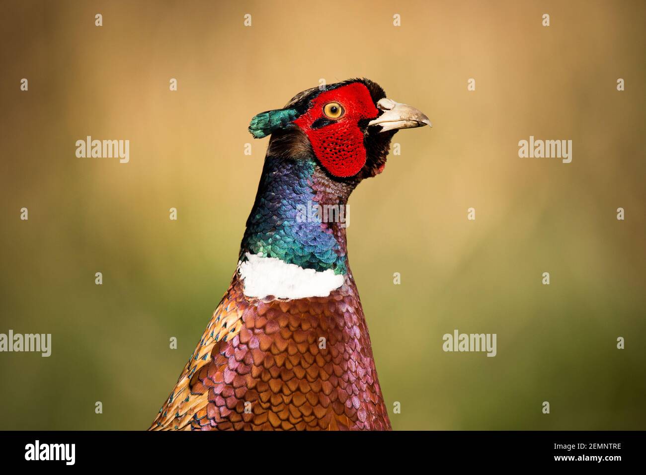A colourful male pheasant posing on farmland Stock Photo - Alamy