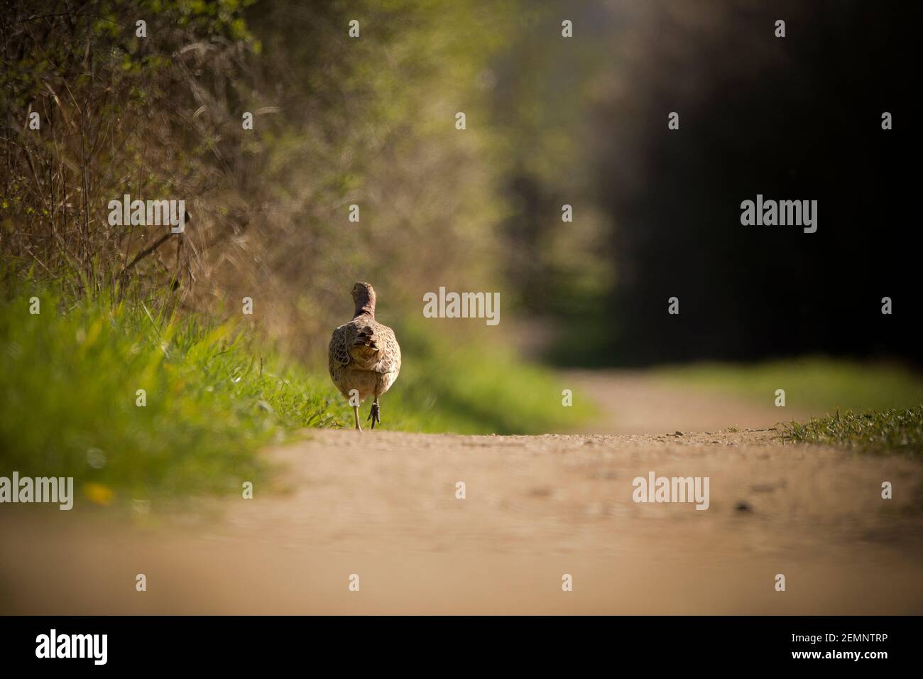 A female pheasant running down a track Stock Photo - Alamy