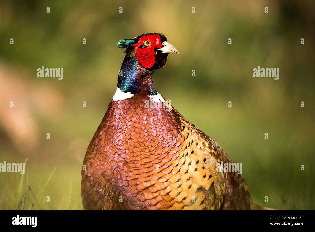 A colourful male pheasant posing on farmland Stock Photo - Alamy