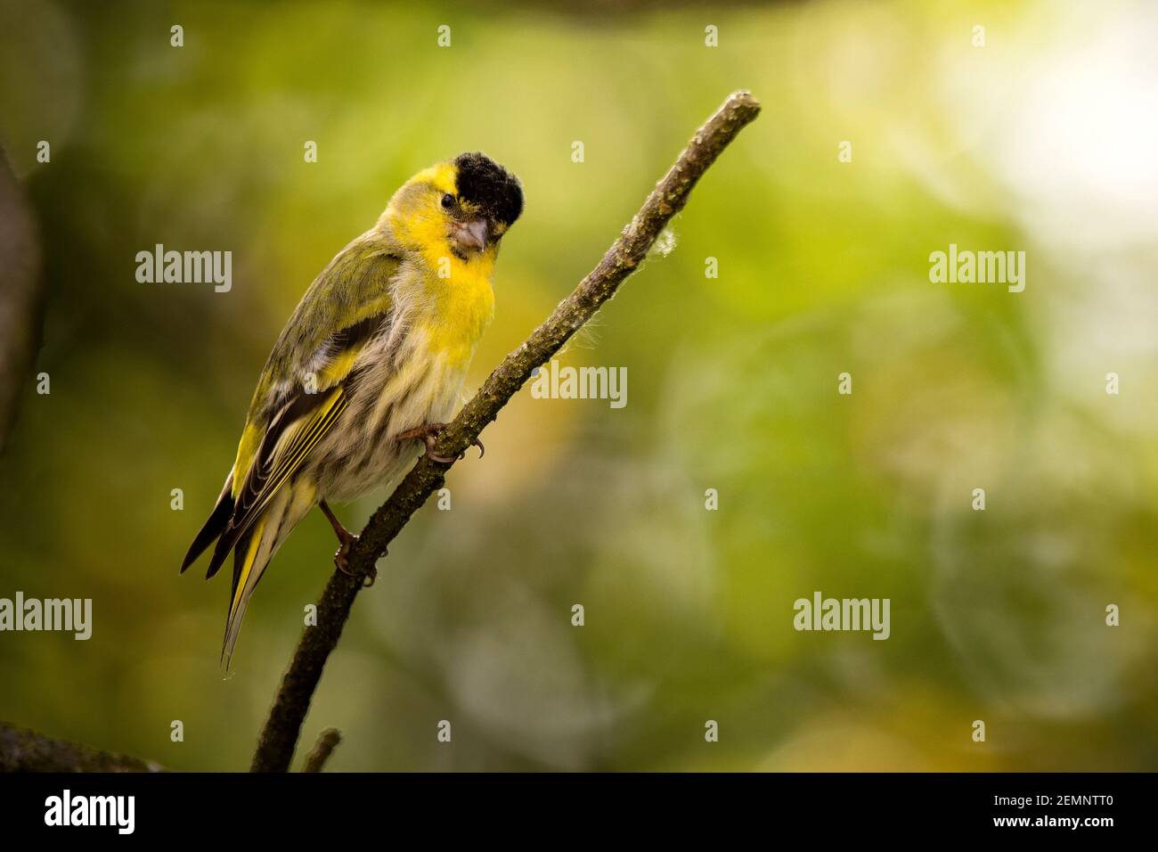 Siskin bird hi-res stock photography and images - Alamy