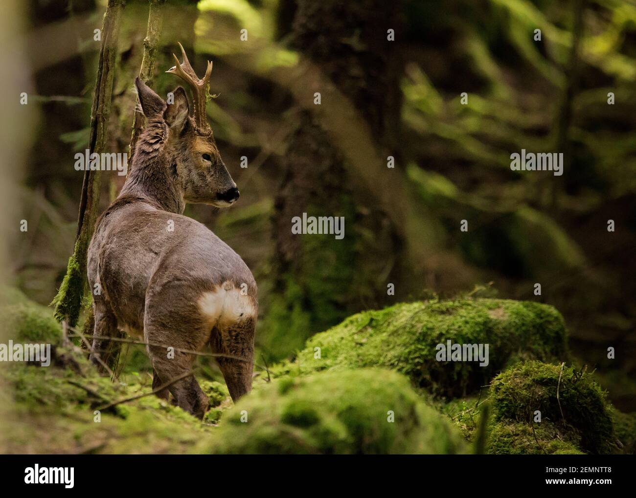 Devon buck hi-res stock photography and images - Alamy