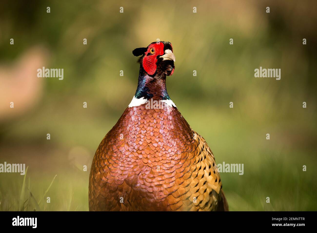 A colourful male pheasant posing on farmland Stock Photo - Alamy