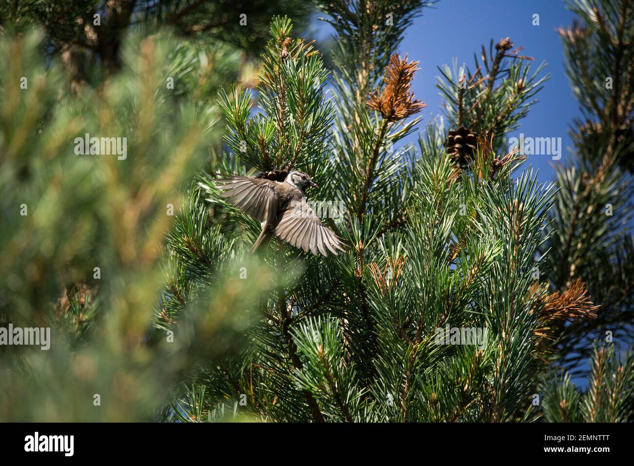 A Crested tit bird feeding on a conifer tree Stock Photo - Alamy