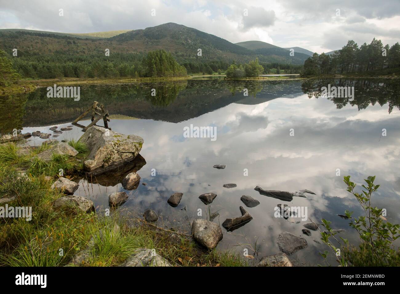 Conifer scottish highlands hi-res stock photography and images - Alamy