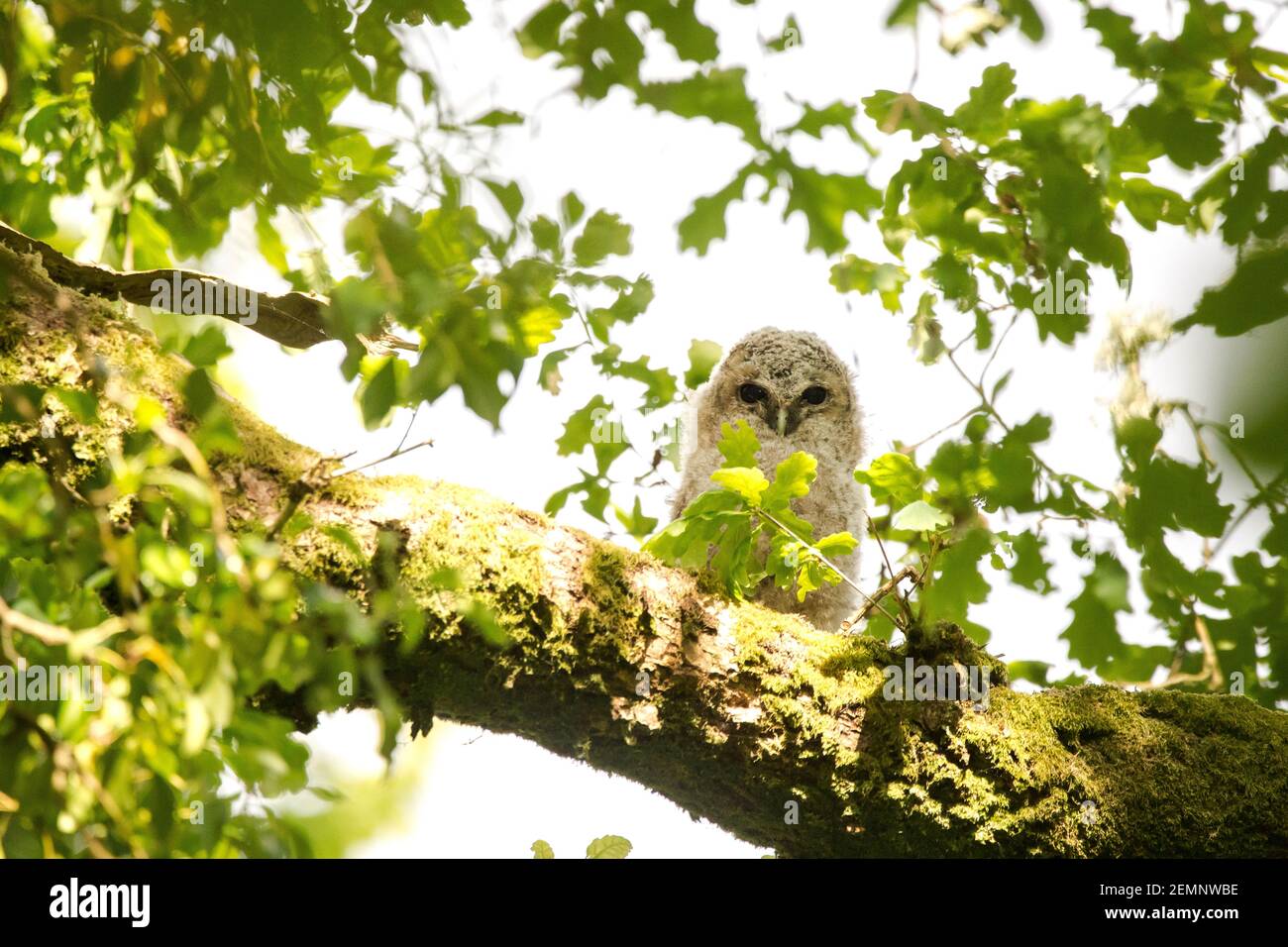 Fuzzy owl hi-res stock photography and images - Alamy