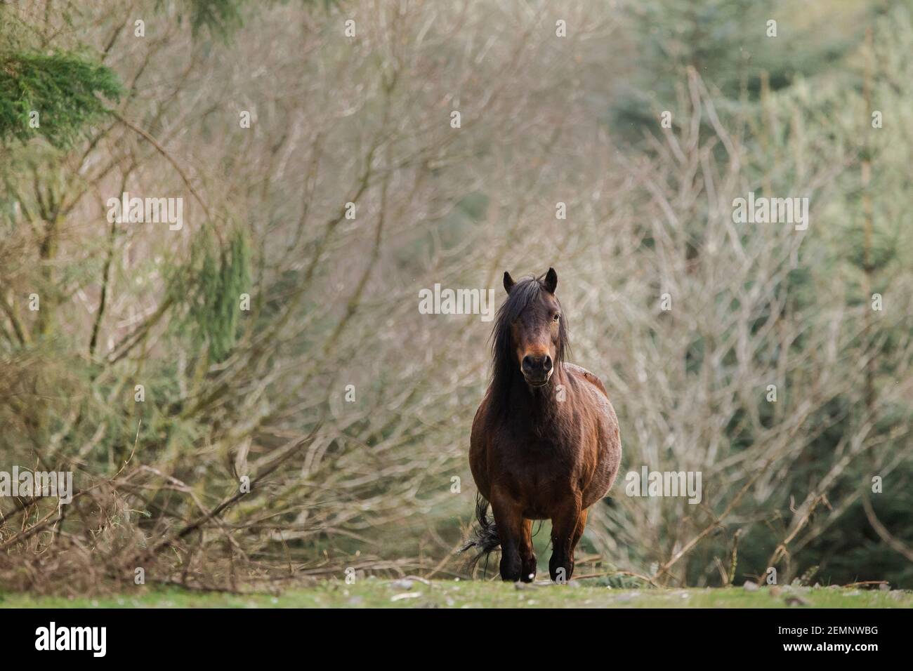 A Dartmoor pony stood looking forward in front of a tree Stock Photo ...