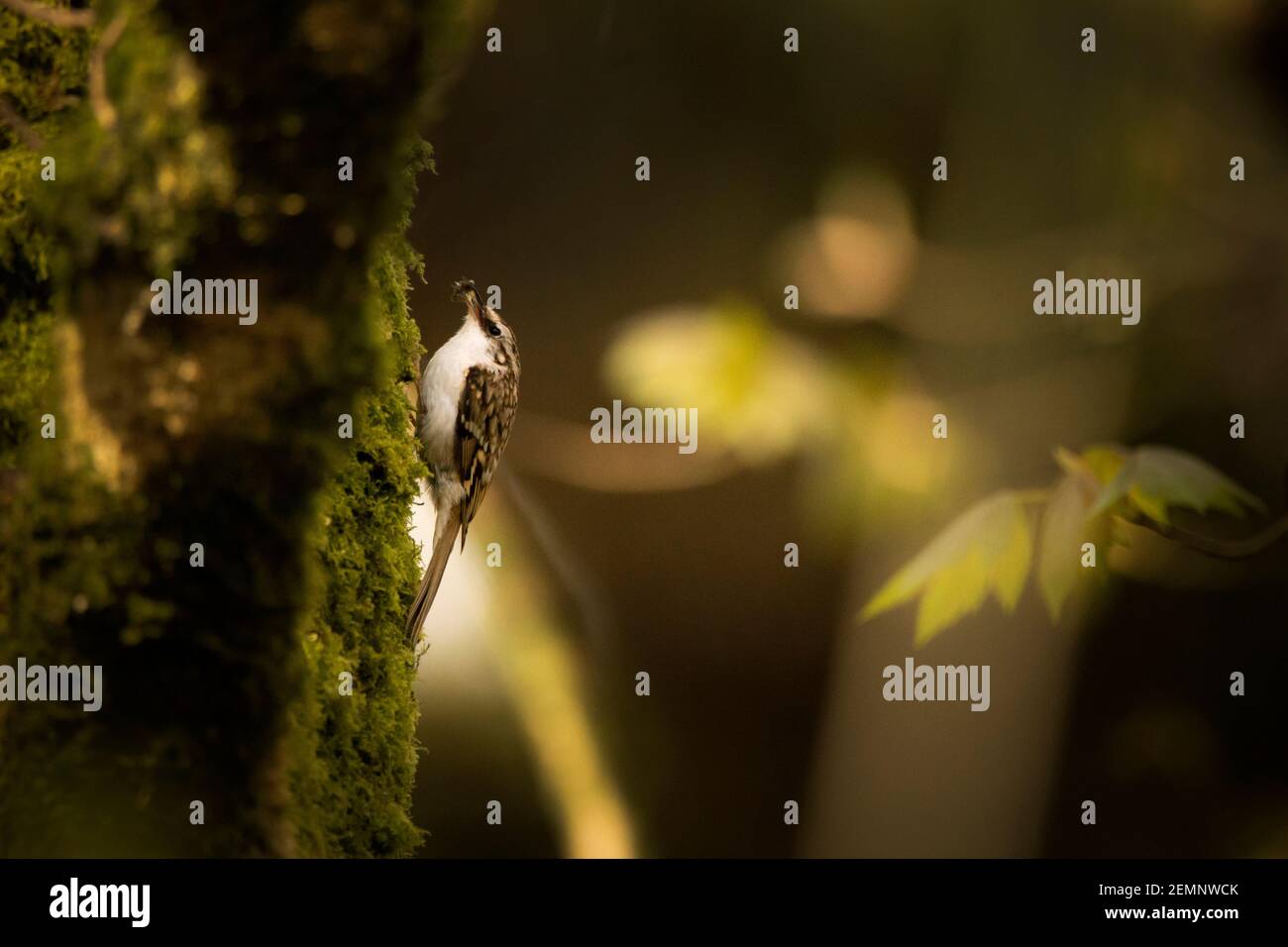 A treecreeper bird with a fly on a tree Stock Photo - Alamy