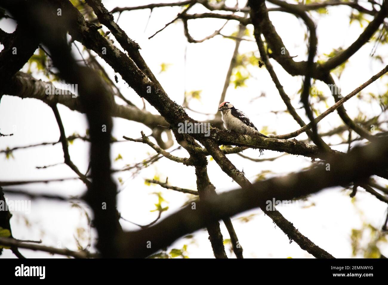 A Lesser Spotted Woodpecker bird in a tree Stock Photo - Alamy