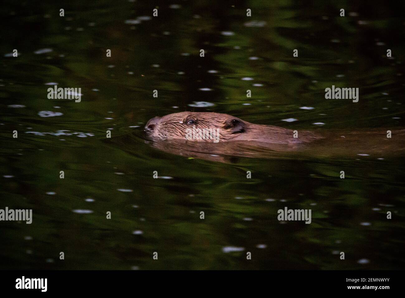 A Beaver swimming in a river Stock Photo - Alamy
