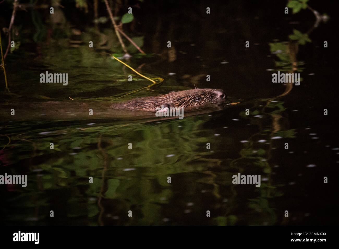 Beaver Magical In Nature High Resolution Stock Photography and Images ...