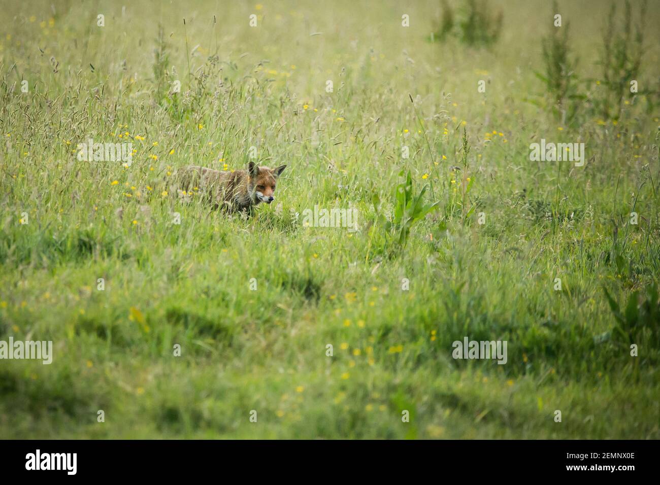 Hunting dartmoor hi-res stock photography and images - Alamy