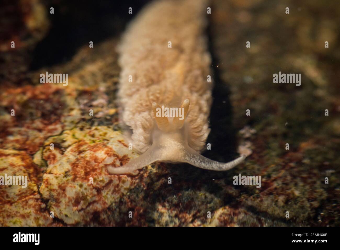 Seallife hi-res stock photography and images - Alamy