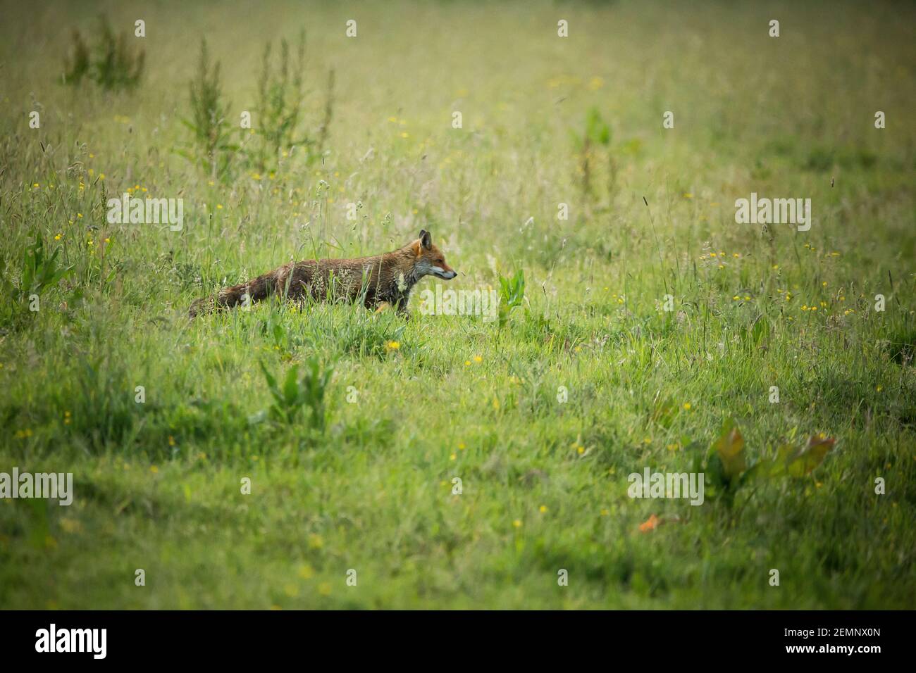 A Fox running through long grass Stock Photo - Alamy