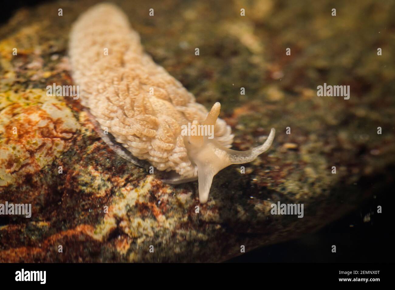 Sea slug pattern hi-res stock photography and images - Alamy