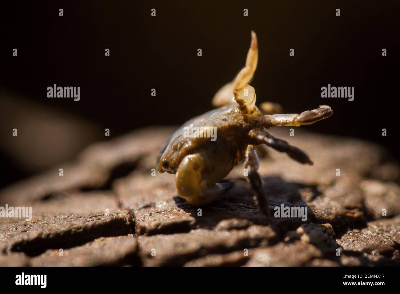A small crab balancing on its pincers on a rock Stock Photo - Alamy