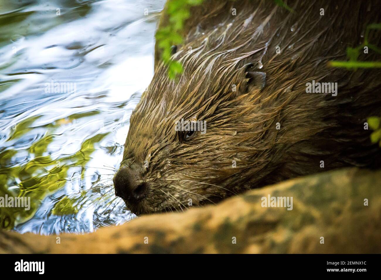 Female beaver hi-res stock photography and images - Alamy