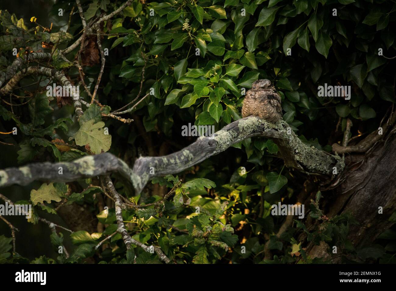 A Nightjar bird resting on a branch in daylight Stock Photo - Alamy