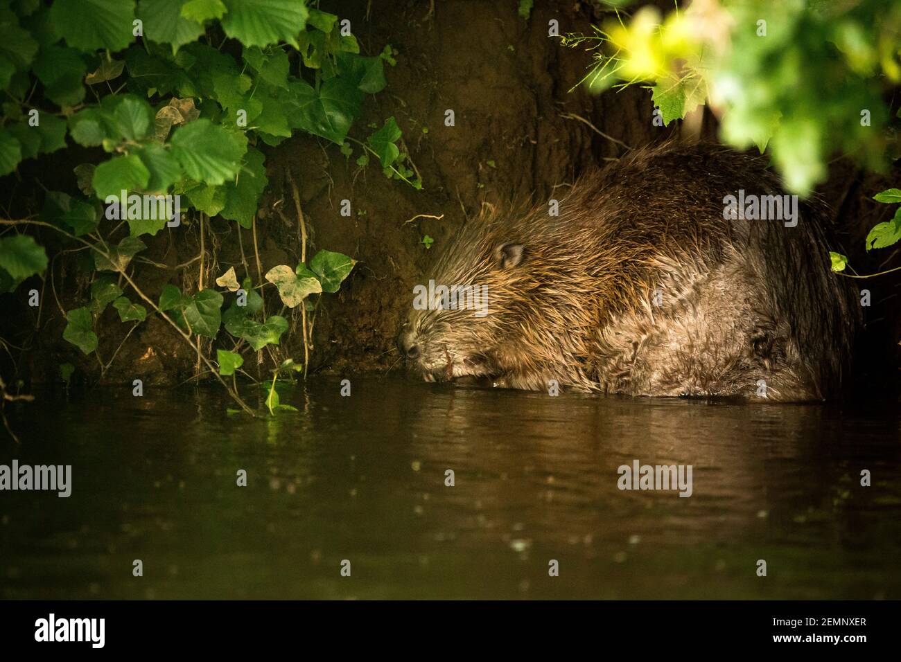 A Female Beaver on a river Stock Photo - Alamy