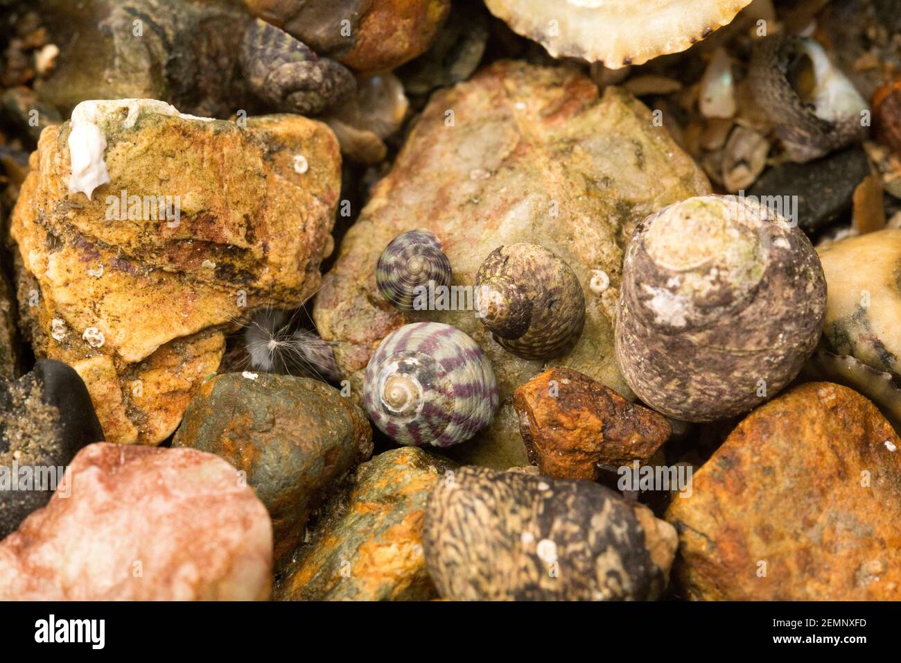 Sea snails on rocks hi-res stock photography and images - Alamy