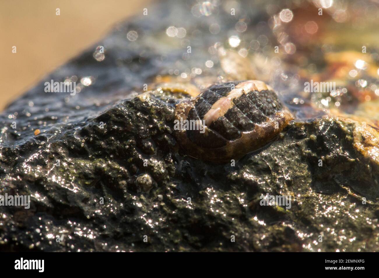 Soil creature hi-res stock photography and images - Alamy