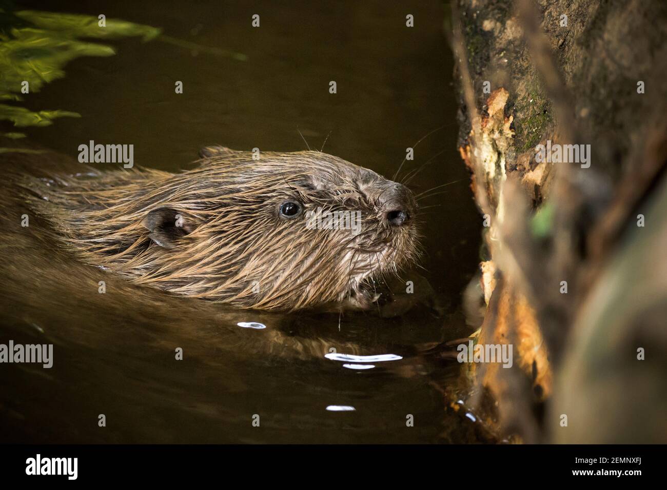 River otter devon beaver hi-res stock photography and images - Alamy